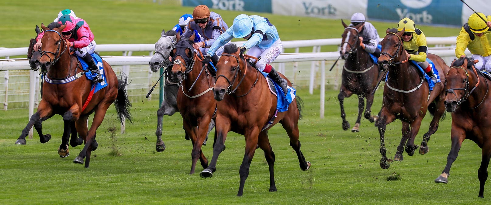 Weatherbys Return of Mares shows Starman is the busiest stallion ...